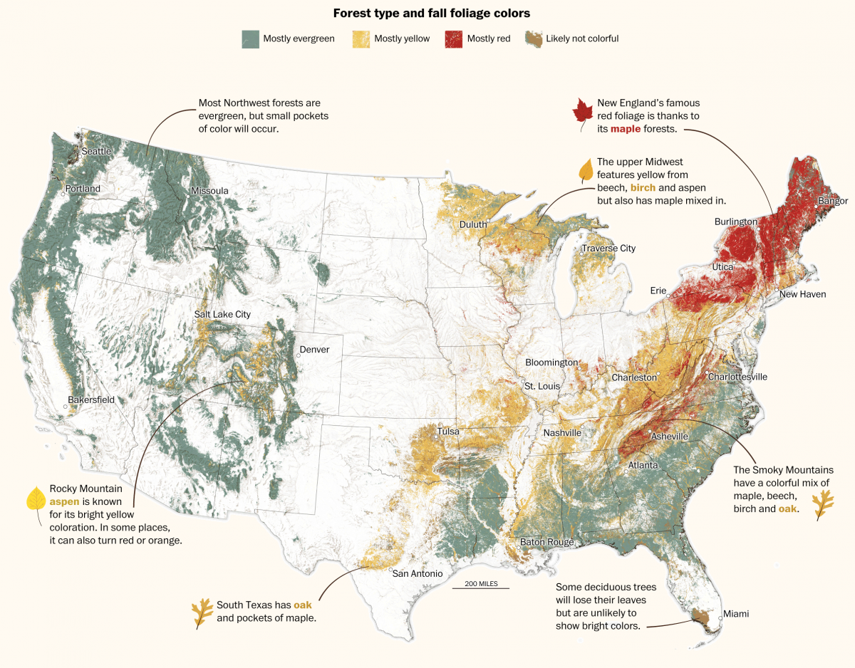 Leaf Peeping – Coffee Spoons